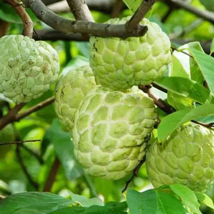 Fruits- Aton Green Egypt